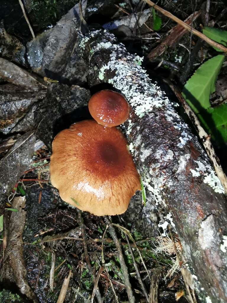 Pholiota multicingulata from Glen Eden, Auckland, New Zealand on June ...