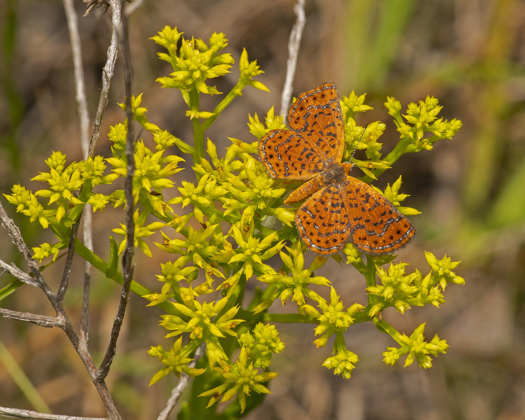 Little Metalmark from Wayne County, MS, USA on June 12, 2022 at 11:48 ...