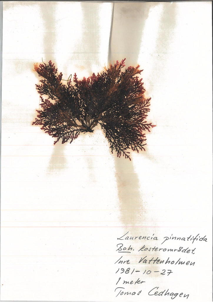 Pepper Dulse from Strömstad Municipality, Sweden on April 22, 1981 by ...