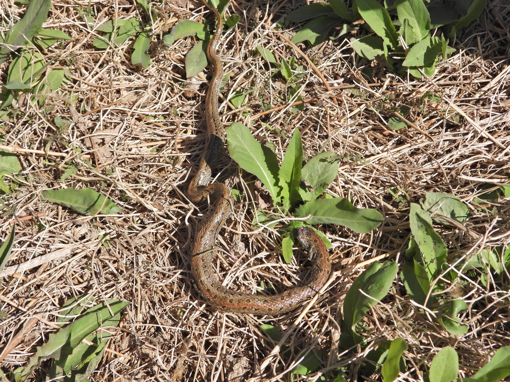 Frog-eating Rat Snake from 沙河 on April 16, 2022 at 09:47 AM by Zhuofei ...