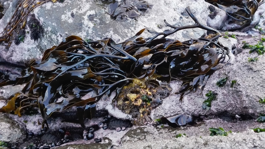 Lessonia spicata from cocholgue on June 13, 2018 by ana_garcia ...
