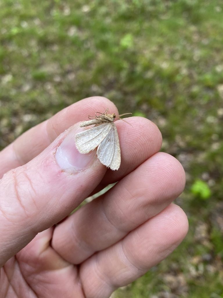Geometrid and Swallowtail Moths from Huron-Manistee National Forests ...
