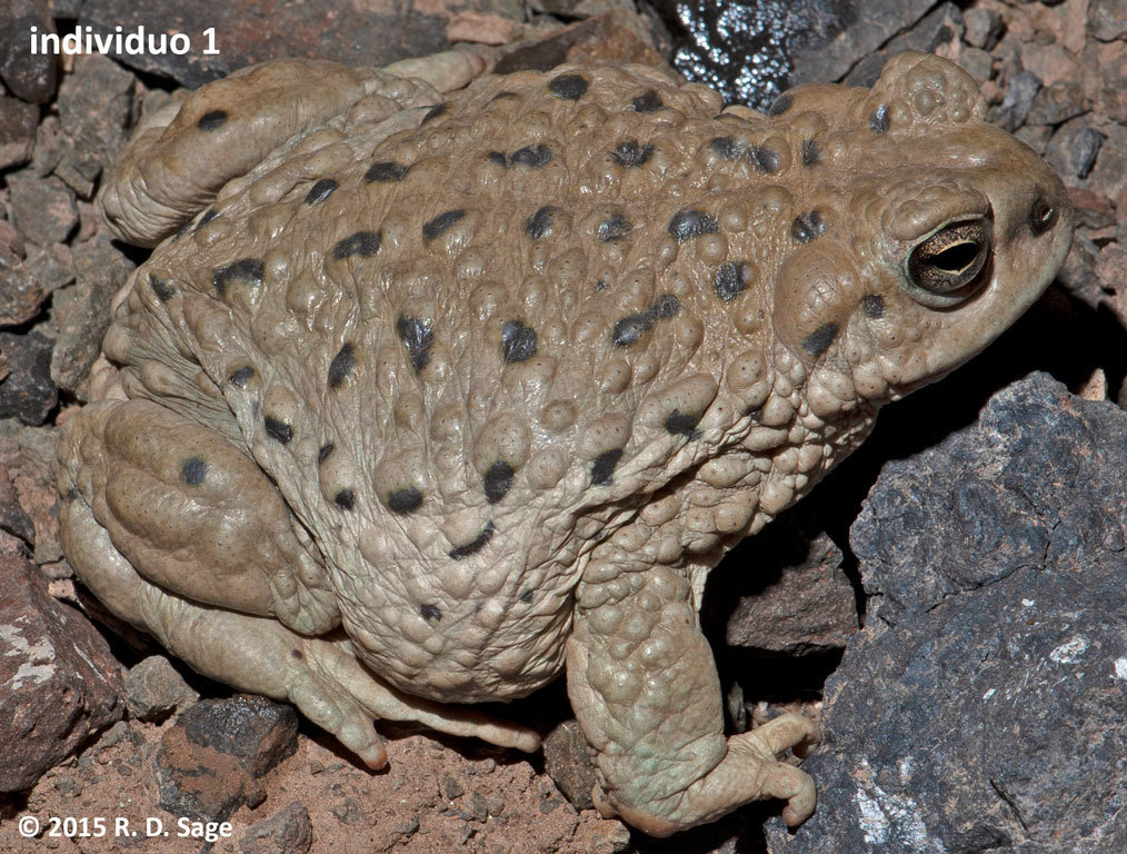 Warty Toad from Las Heras Department, Mendoza Province, Argentina on ...