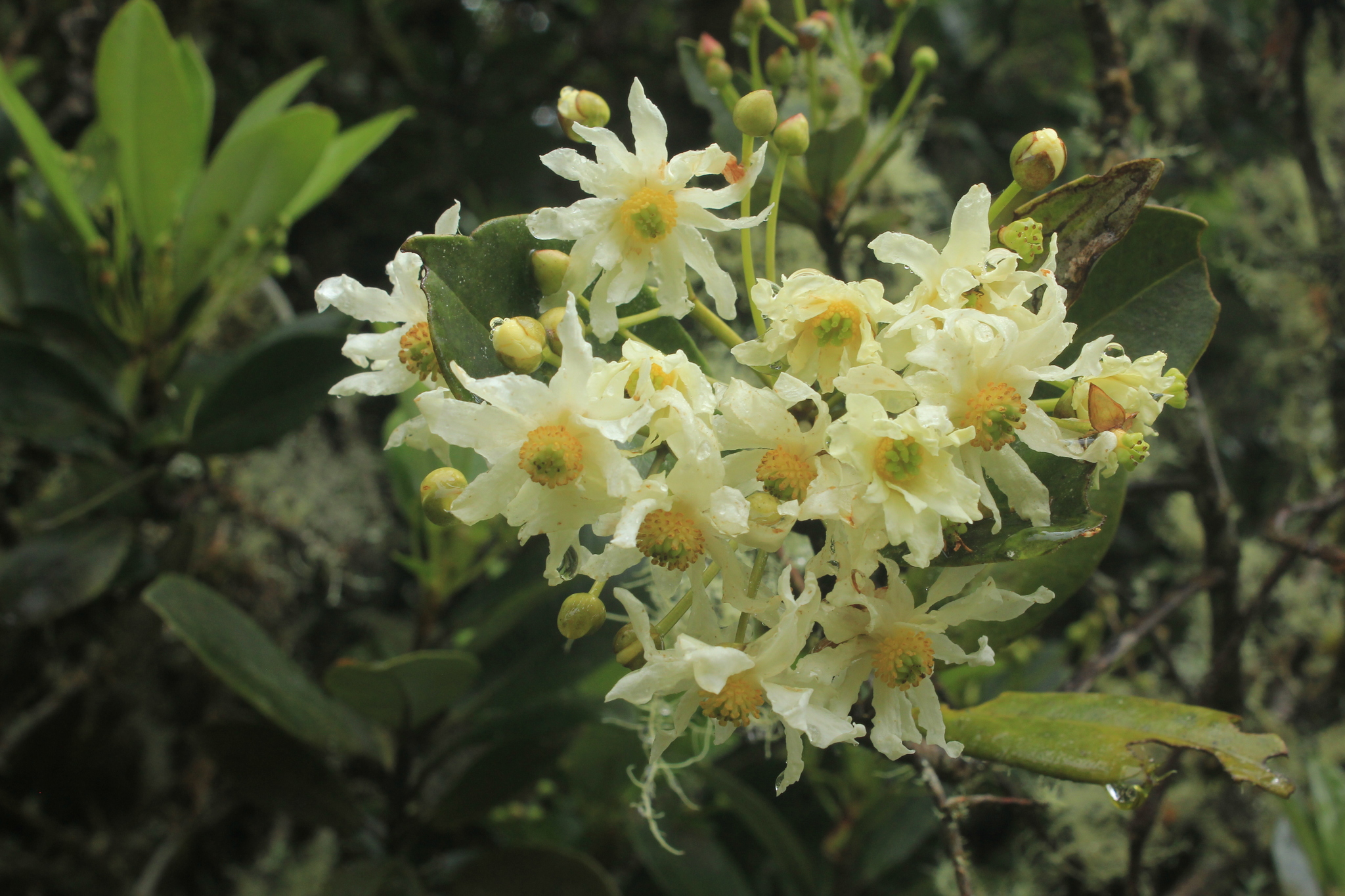 Drimys granadensis L.fil.