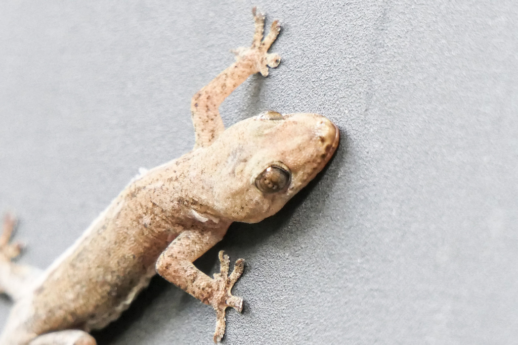 Asian House Gecko from Peppers Noosa Resort & Villas, Noosa Heads, QLD ...