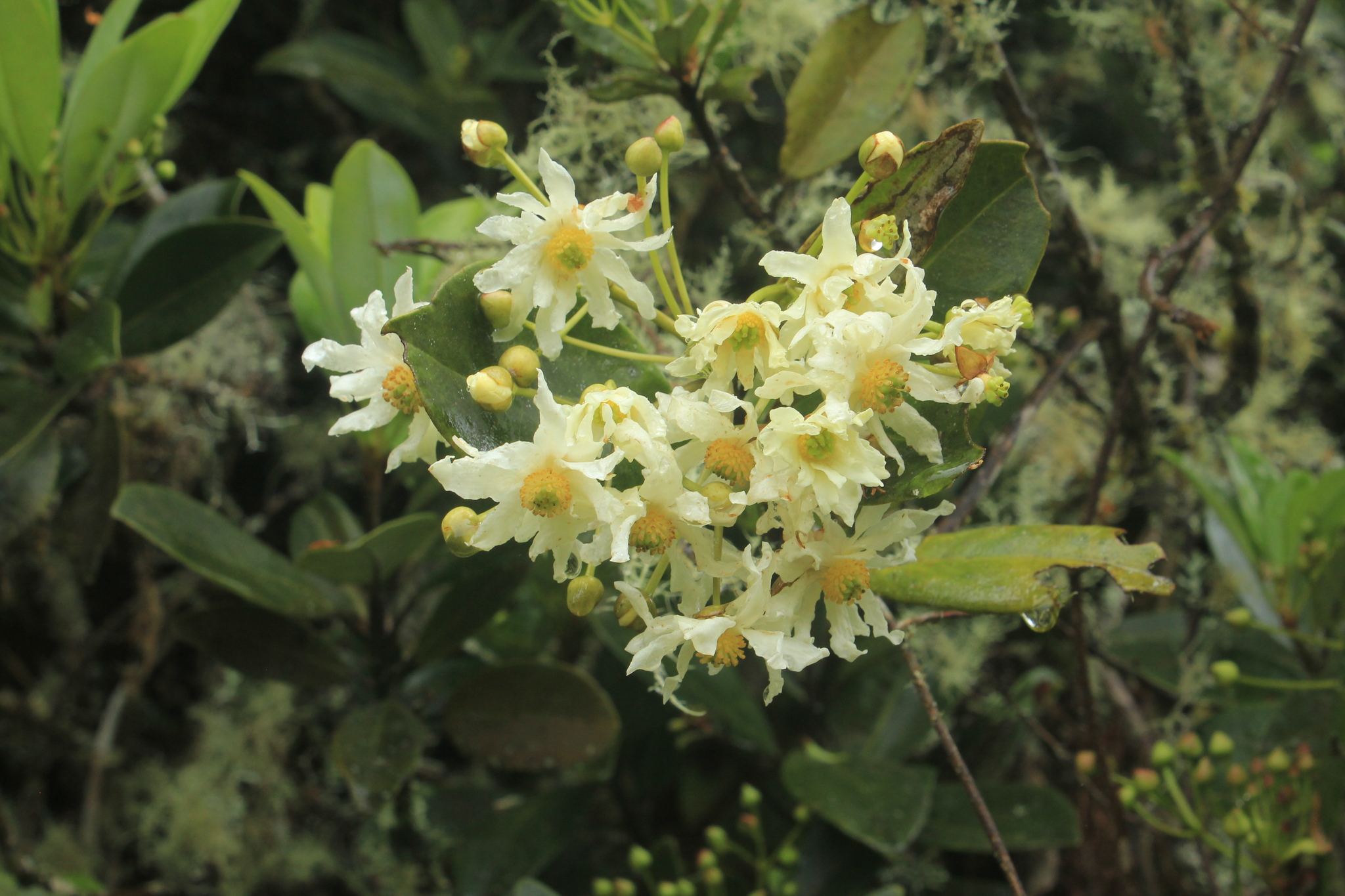 Drimys granadensis L.fil.