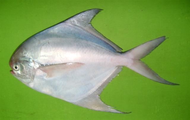 Silver pomfret (Pampus argenteus) - Marine Life Identification