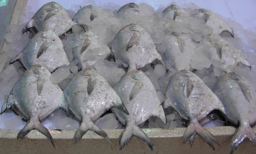 Silver pomfret (Pampus argenteus) - Marine Life Identification