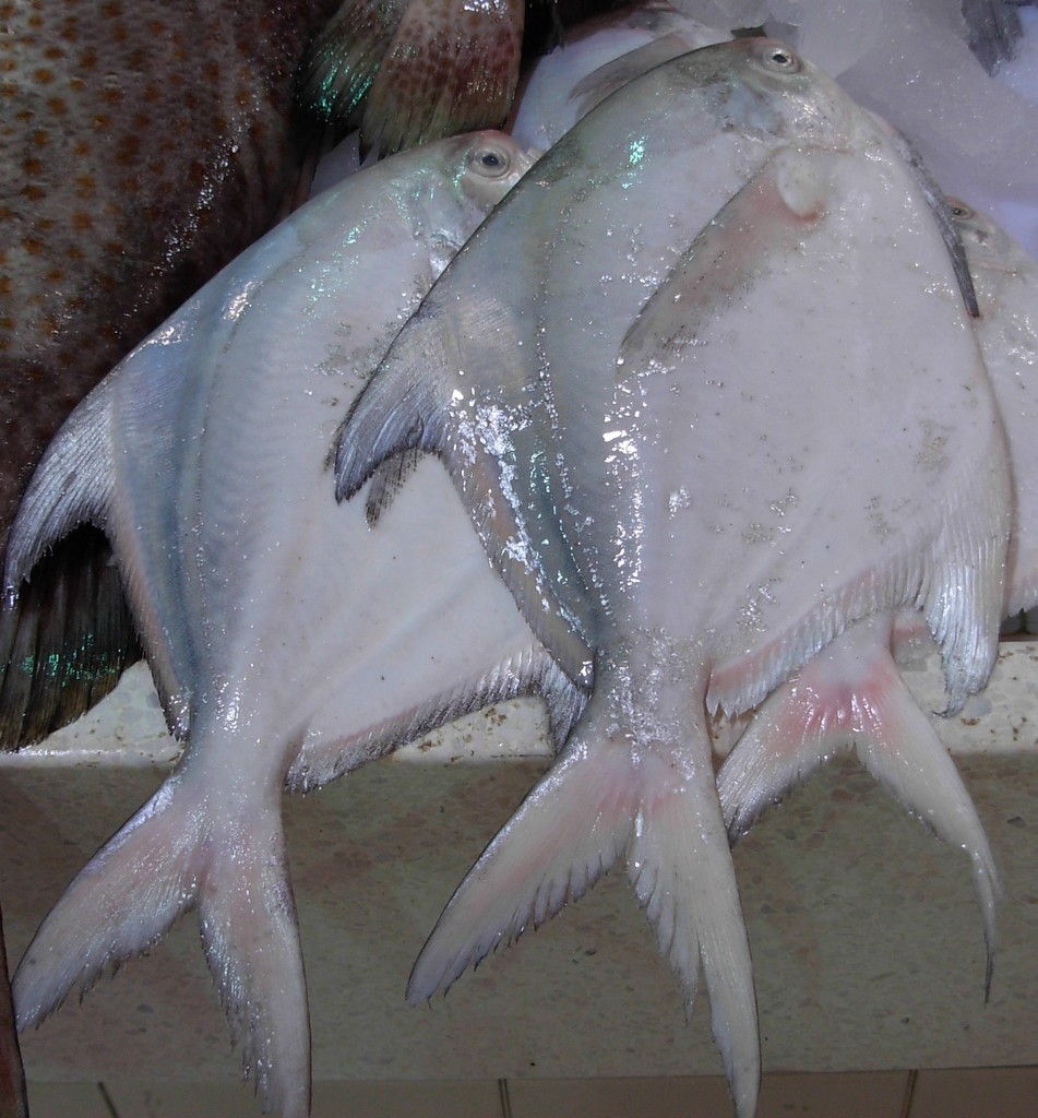 Silver pomfret (Pampus argenteus) - Marine Life Identification