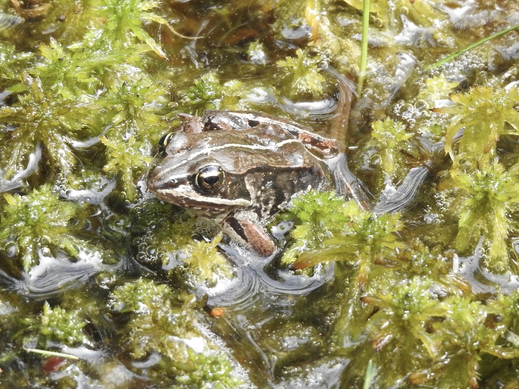 Wood Frog from Meadowlands, MN, US on June 10, 2022 at 11:25 AM by ...