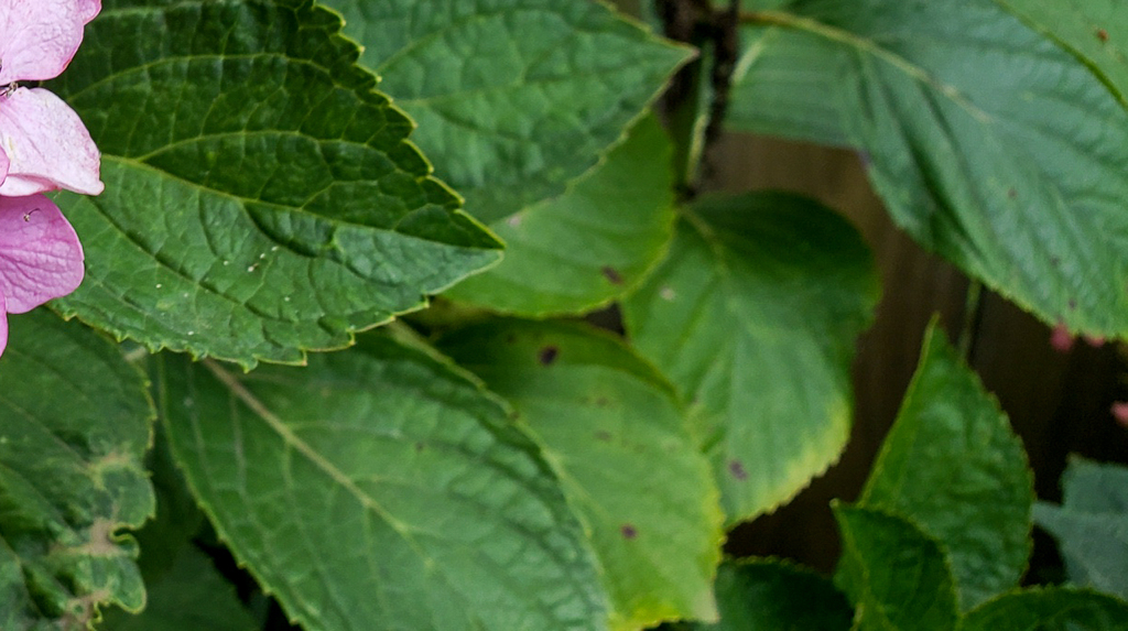 Cercospora Leaf Spot on Hydrangea from Montclaire South, Charlotte, NC ...