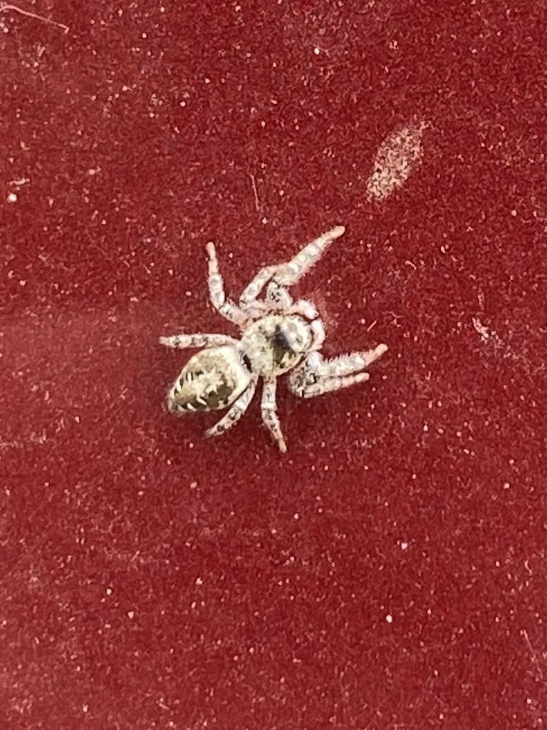 Dendryphantina from Las Olas Dr, Aptos, CA, US on June 12, 2022 at 01: ...