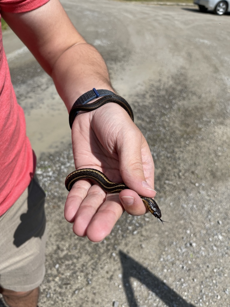 Butler's Garter Snake from Stroebel Rd, Saginaw, MI, US on June 11 ...