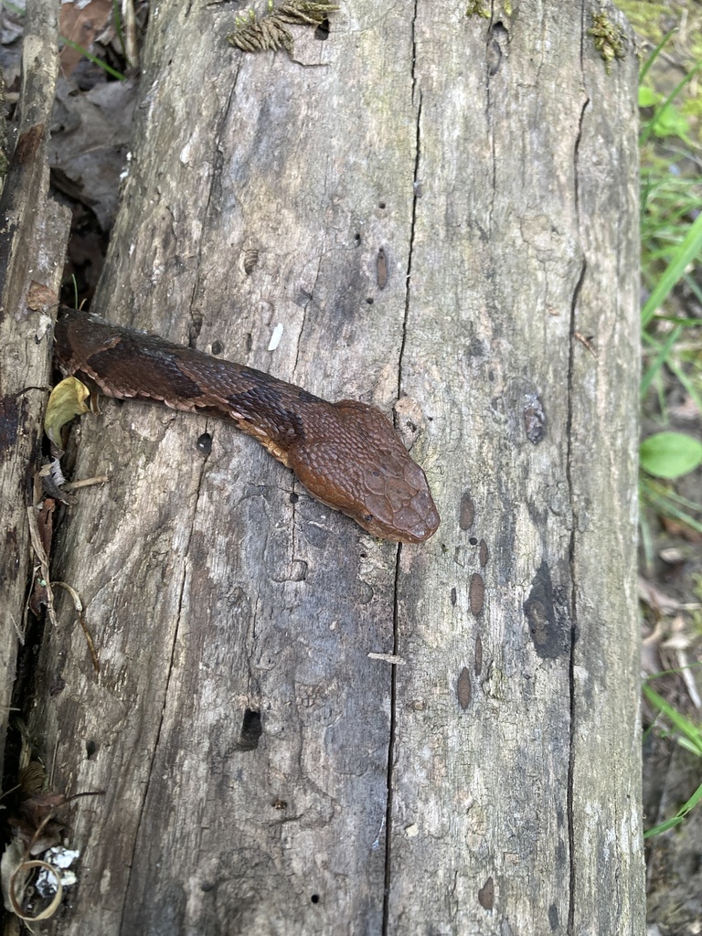Eastern Copperhead in June 2022 by khalf · iNaturalist