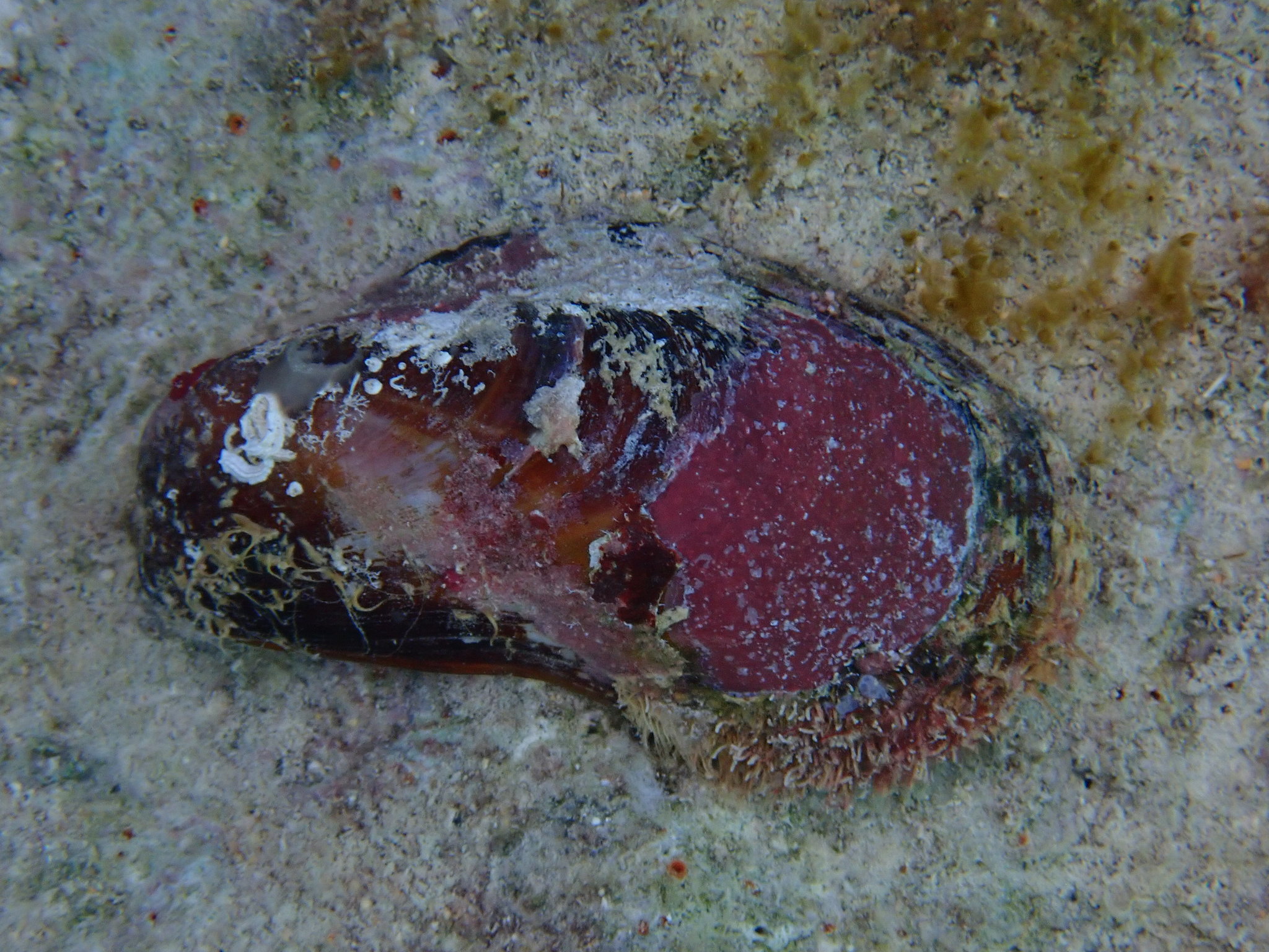 Modiolus americanus Leach, 1815