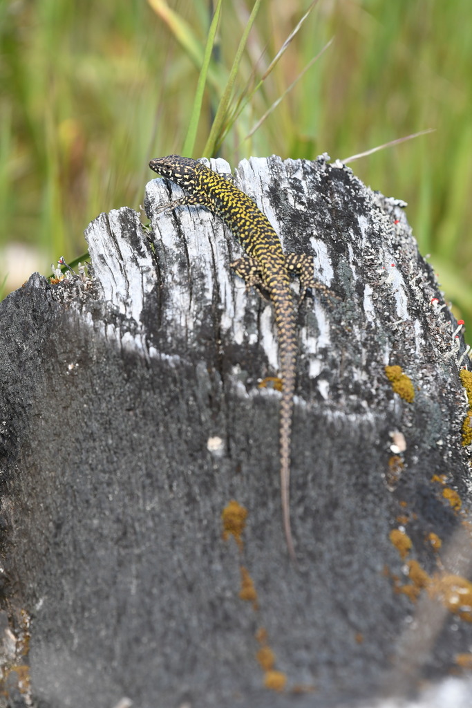 Common Wall Lizard from Capital, BC, Canada on May 11, 2022 at 08:39 AM ...