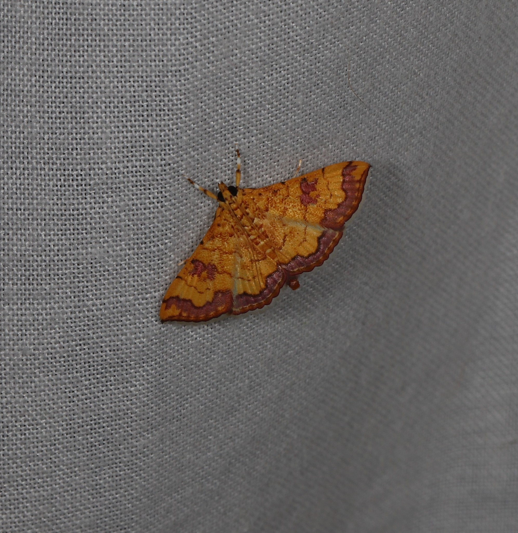 Isocentris filalis Guenée, 1854