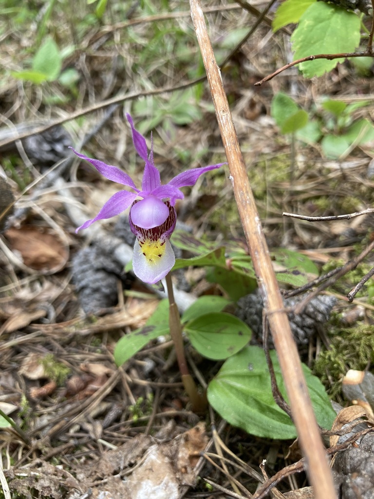 Eastern Fairy-slipper from Kananaskis, AB T0L, Canada on June 12, 2022 ...