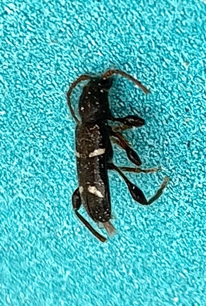 Phymatodes nitidus LeConte, 1874