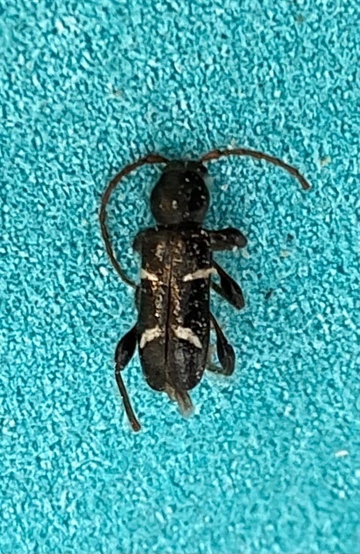 Phymatodes nitidus LeConte, 1874