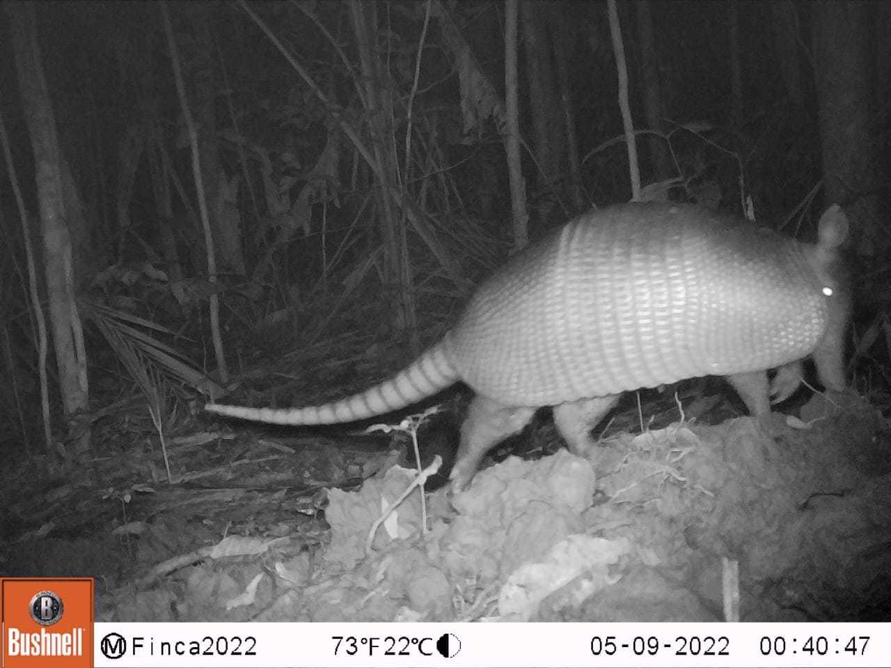 Dasypus kappleri Krauss, 1862