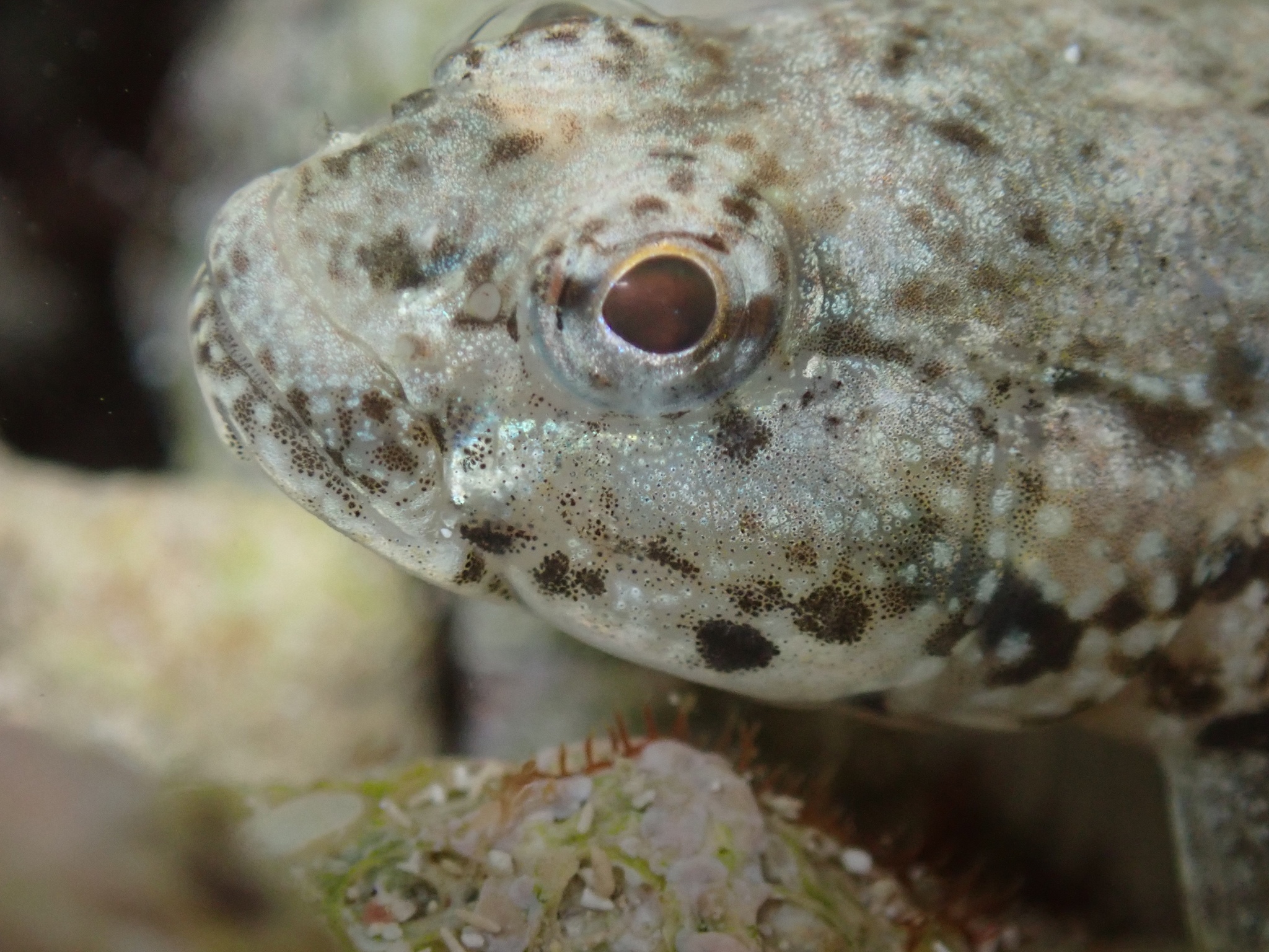 Bathygobius antilliensis Tornabene, Baldwin & Pezold, 2010