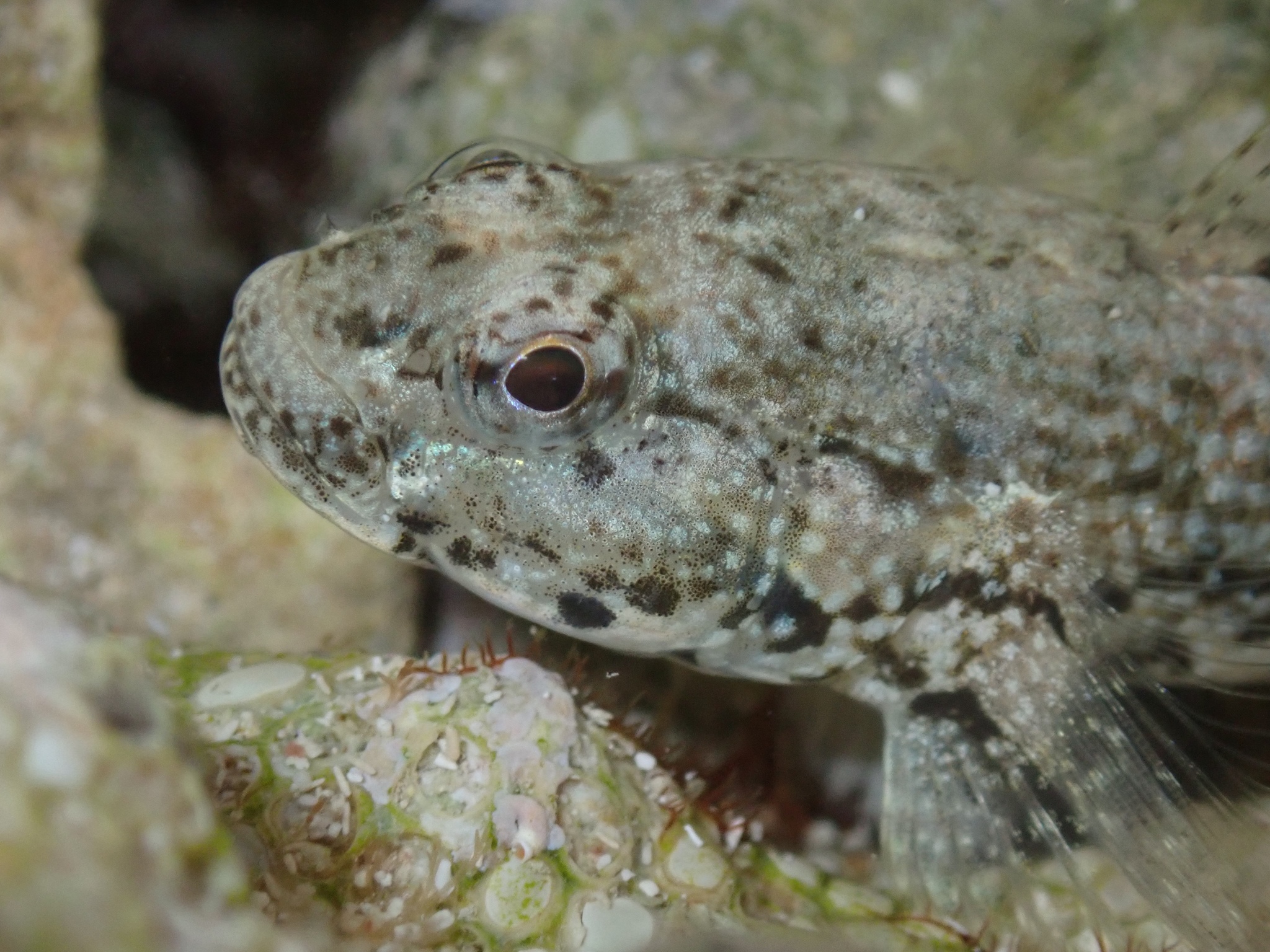 Bathygobius antilliensis Tornabene, Baldwin & Pezold, 2010