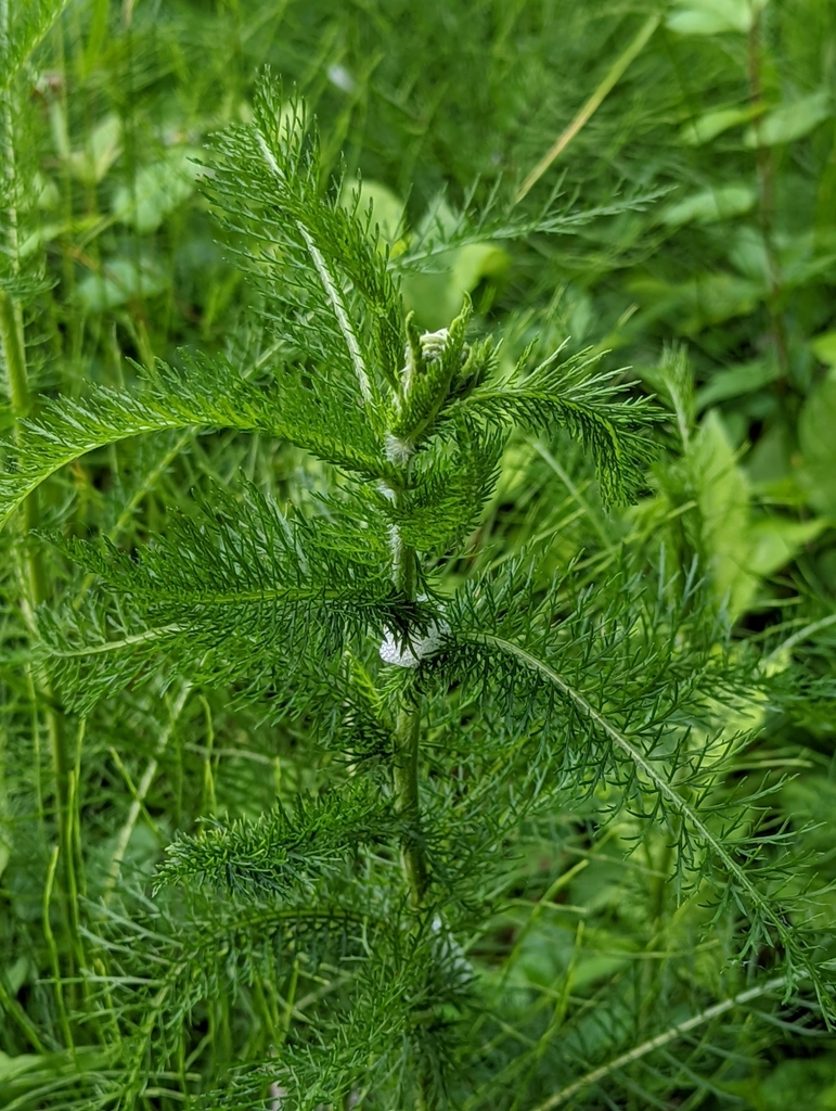 common yarrow from Painesville, OH 44077, USA on June 11, 2022 at 06:34 ...