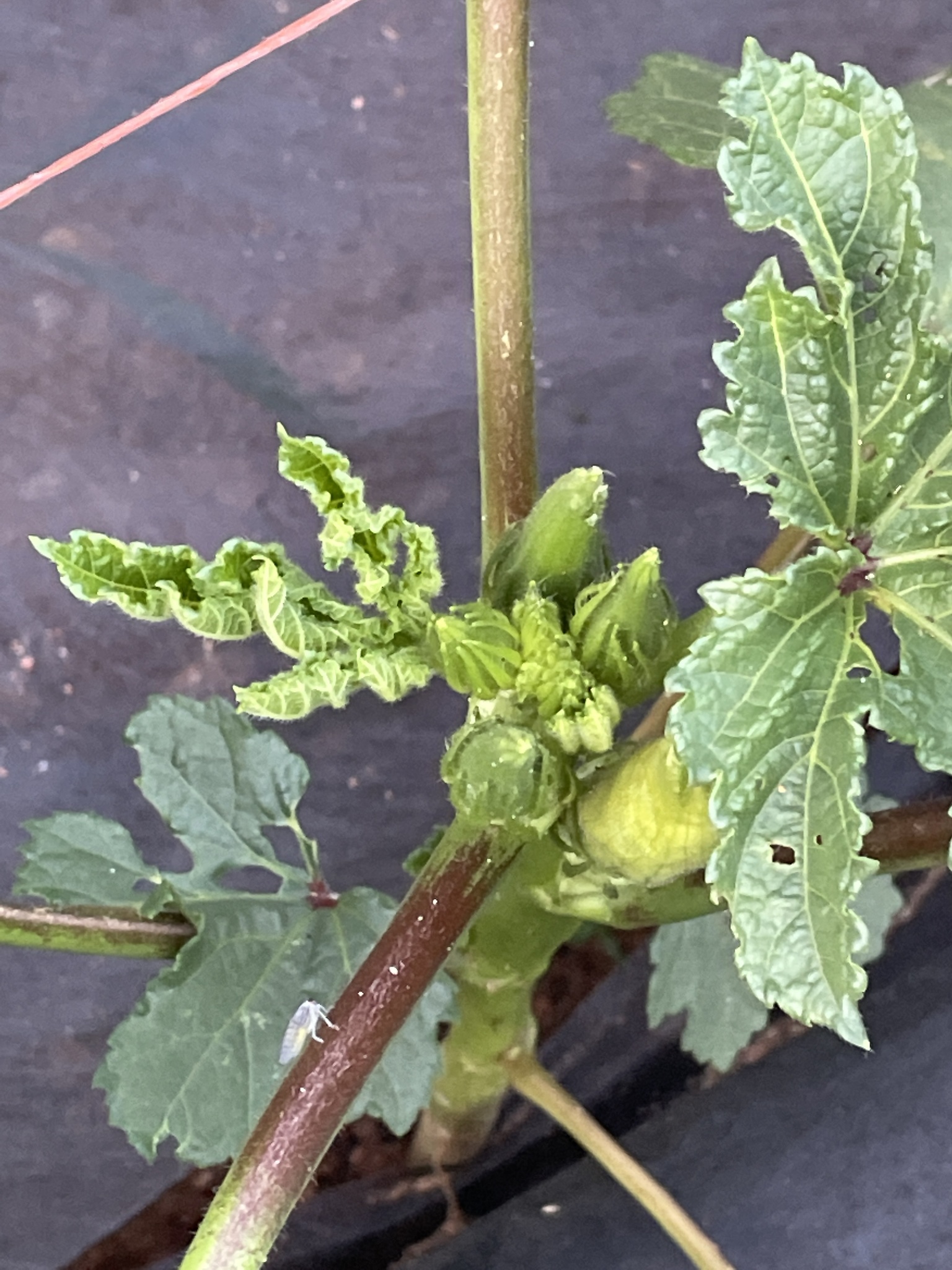 Abelmoschus esculentus (L.) Moench