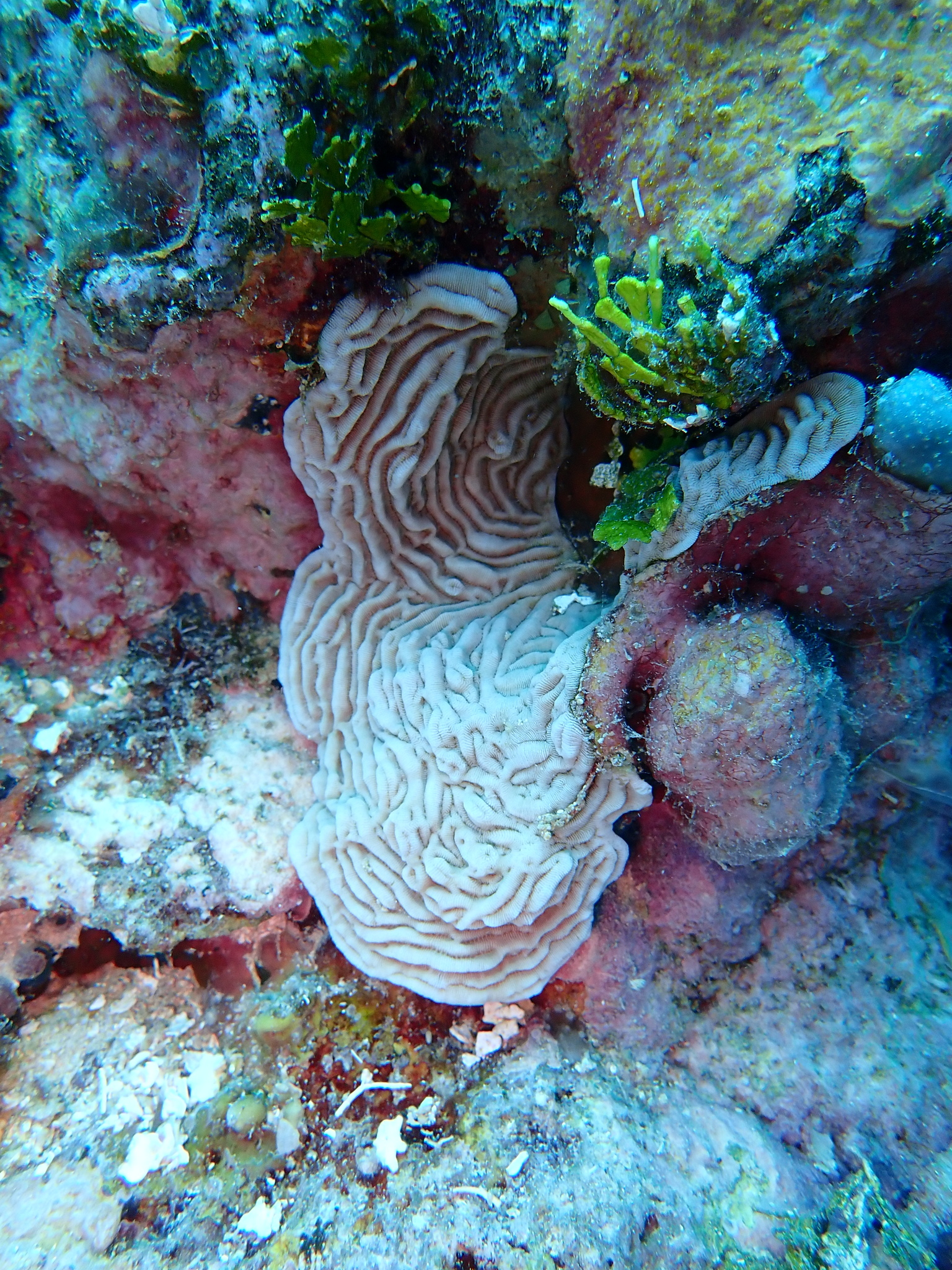Pachyseris speciosa (Dana, 1846)