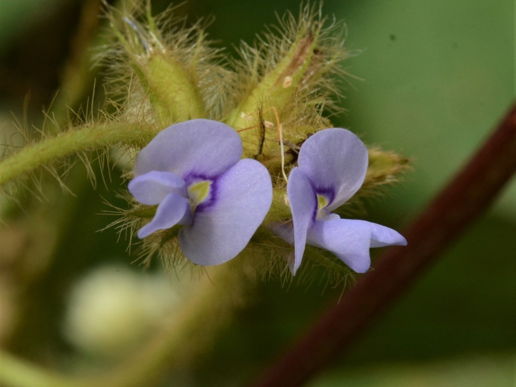 Calopo (Calopogonium mucunoides) - Botanical Realm