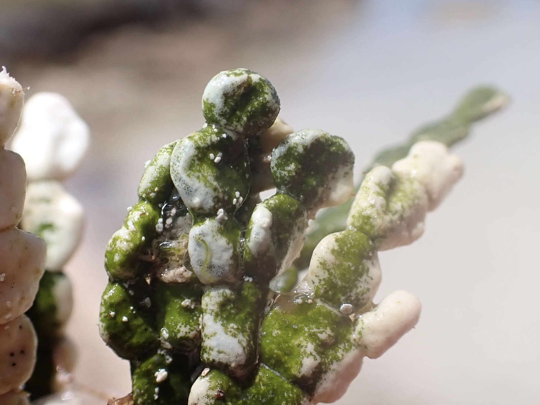 Halimeda monile (J.Ellis & Sol.) J.V.Lamour., 1816