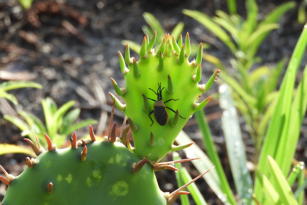Cactus Coreid Bug from Lake County, FL, USA on June 11, 2022 at 08:04 ...