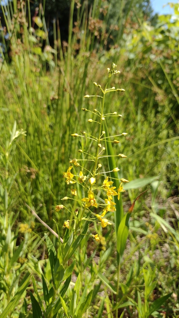 swamp candles from La Center, KY 42056, USA on June 11, 2022 at 11:19 ...