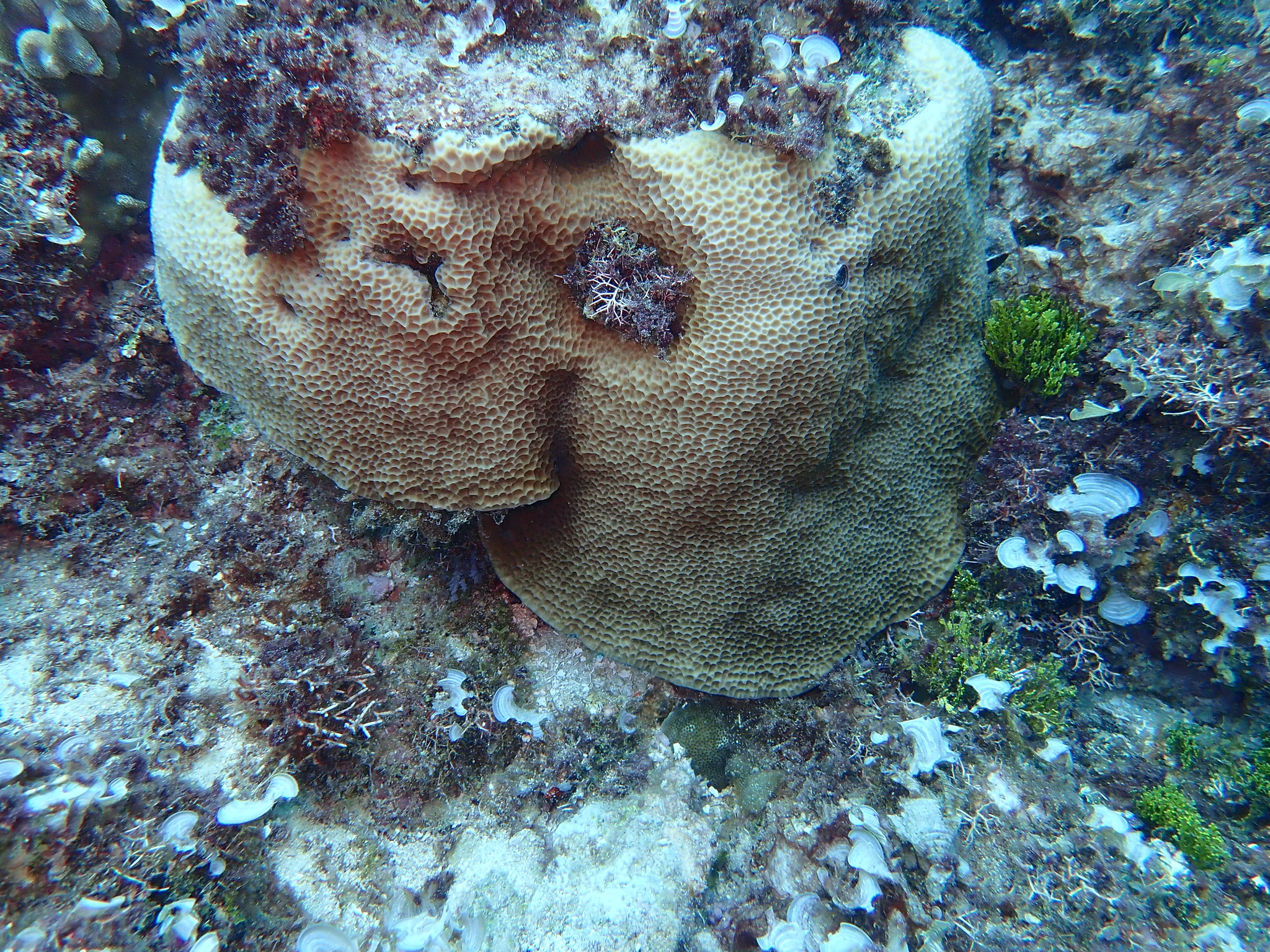 Gardineroseris planulata (Dana, 1846)