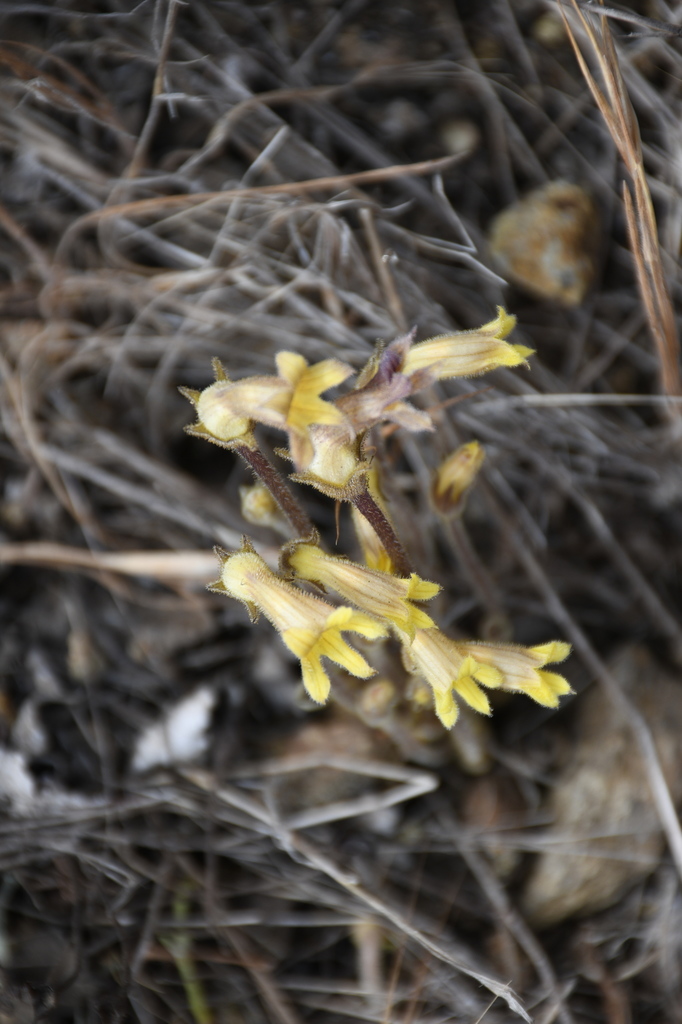 Aphyllon from Santa Cruz Island, California 93001, USA on June 11, 2022 ...