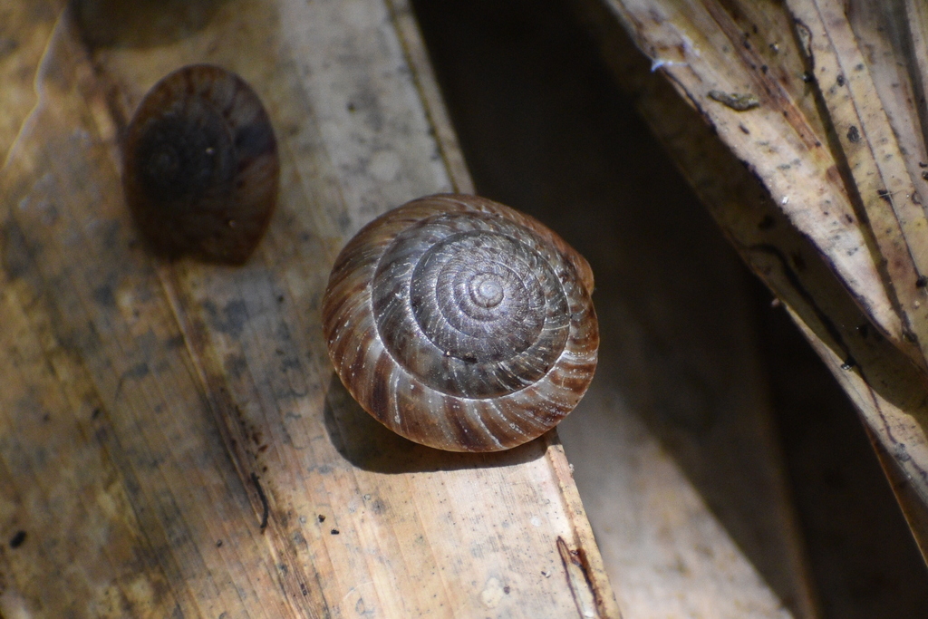 Greater Bermuda Land Snail in June 2022 by Miguel A Mejias, PhD ...