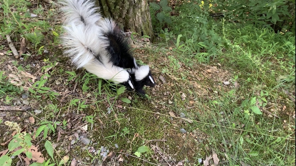 Striped Skunk from Cleveland, TN, US on June 12, 2022 at 08:07 PM by ...