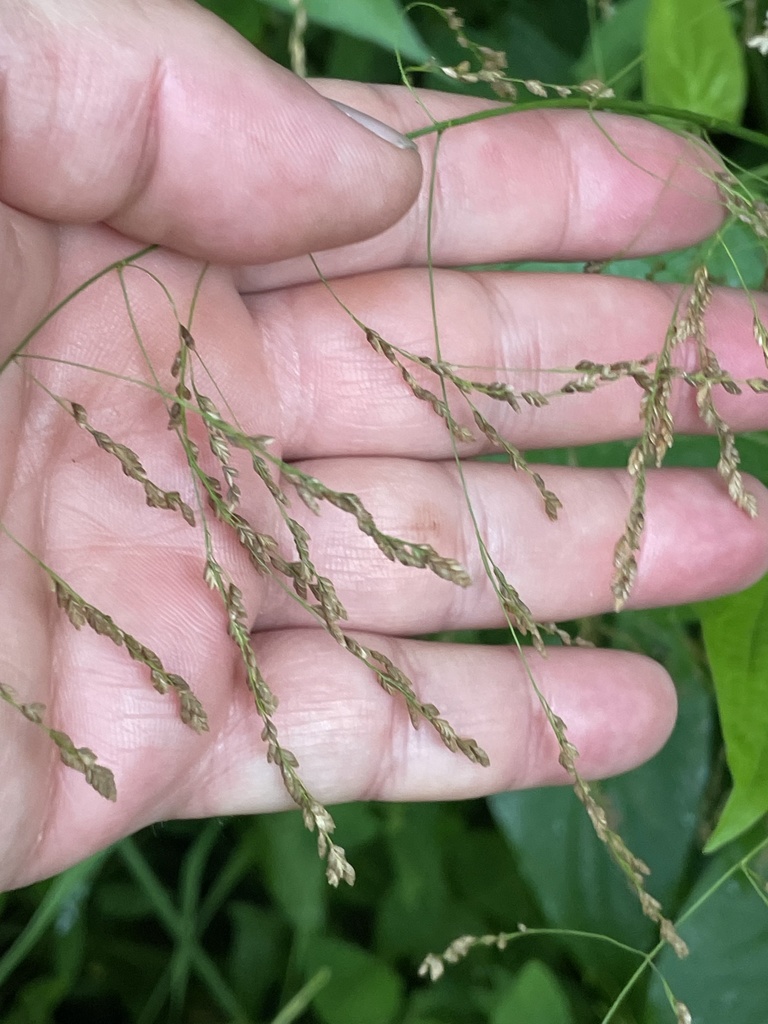 Fowl Mannagrass from Chesapeake Bay, Cape Charles, VA, US on June 11 ...