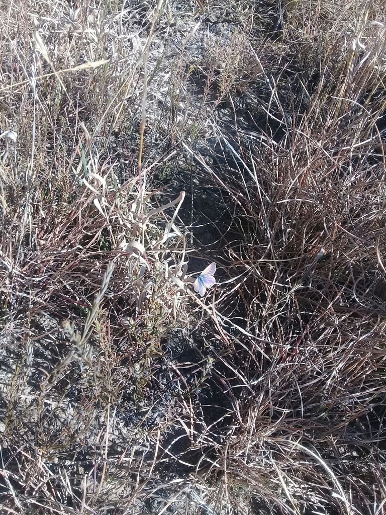 Pink Cupreous Ash Blue from Berea, LS, ZA on June 30, 2018 at 02:19 PM ...