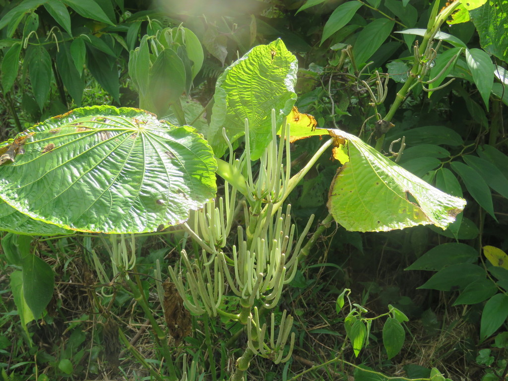 pariparoba from Dulce Nombre de Culmí, Honduras on April 20, 2022 at 03 ...