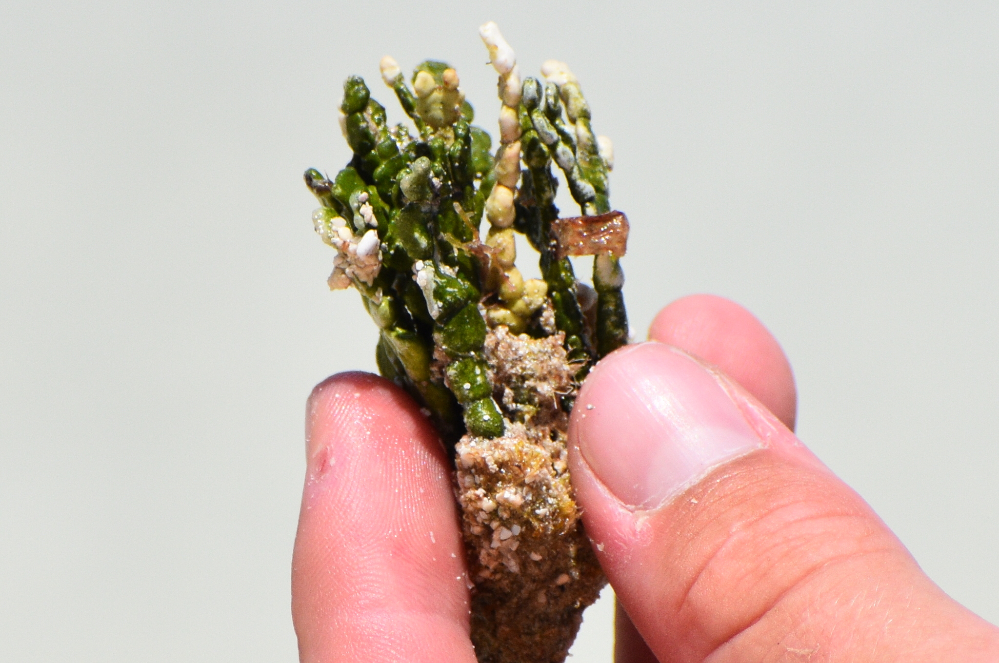 Halimeda monile (J.Ellis & Sol.) J.V.Lamour., 1816