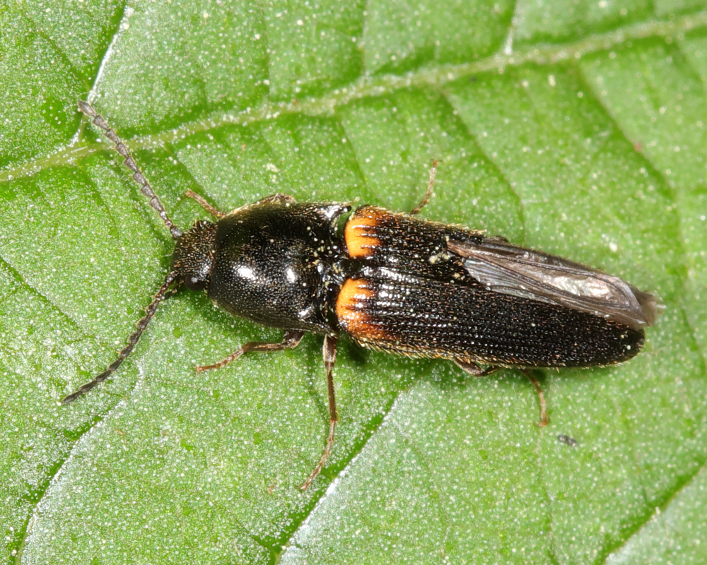 Ampedus semicinctus (Click Beetles of the United States) · iNaturalist