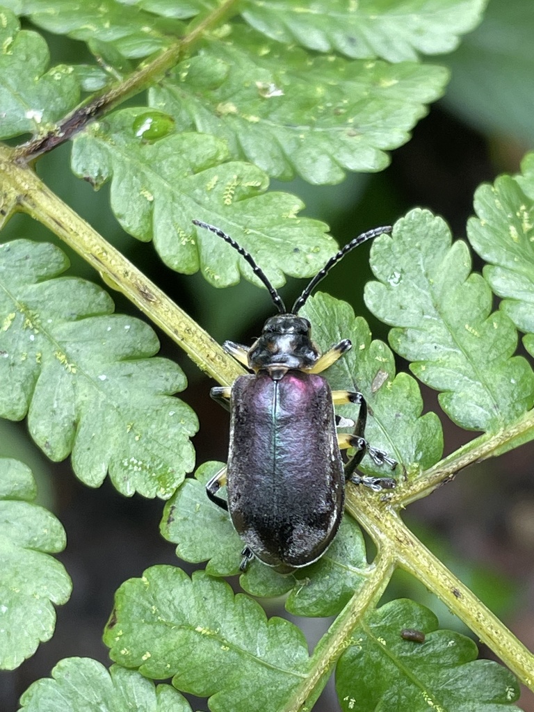 Skeletonizing Leaf and Flea Beetles from Reserva Bosque Nuboso Santa ...