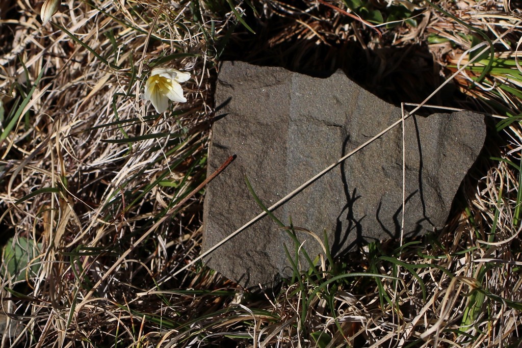 Snowdon Lily from North Slope, AK, USA on June 07, 2022 at 10:46 PM by ...