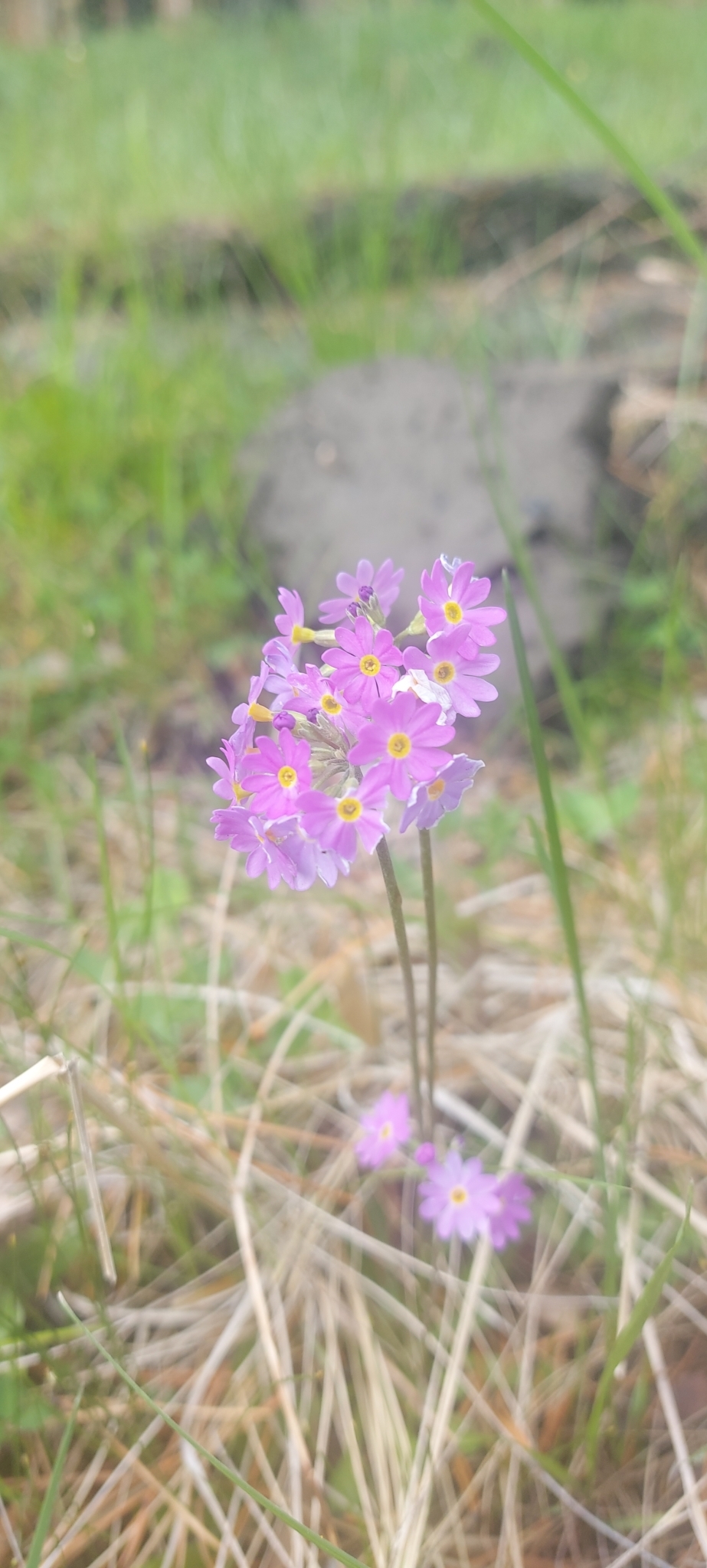 Primula nutans Georgi
