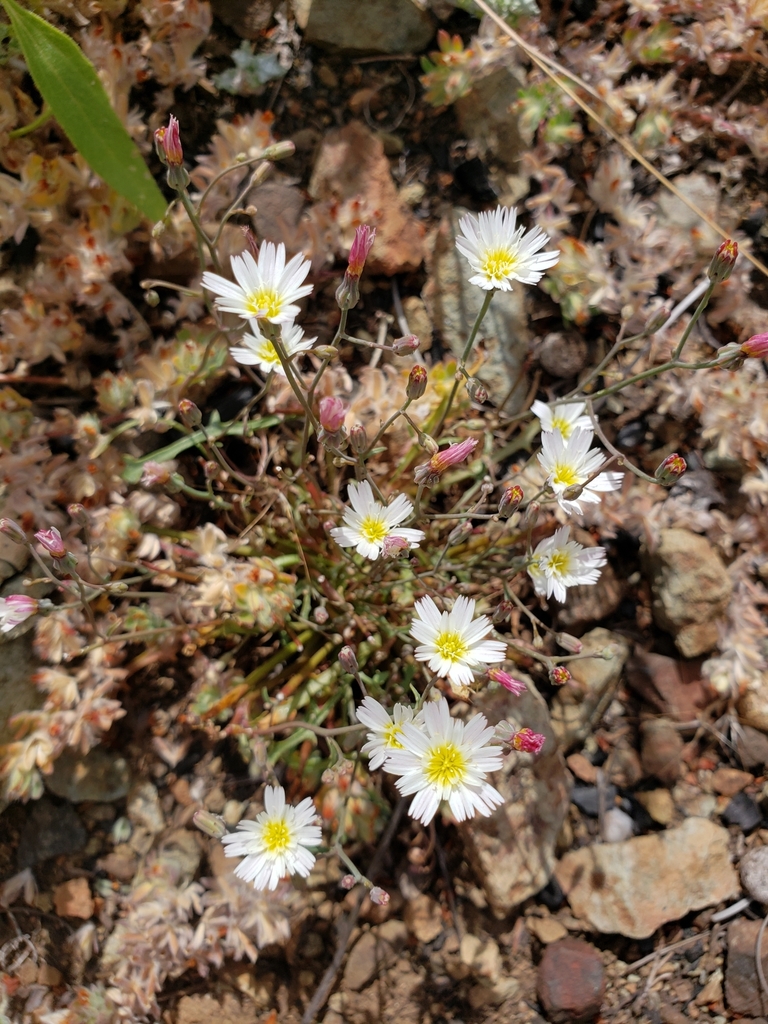 California chicory from Lower Lake, CA 95457, USA on June 12, 2022 at ...