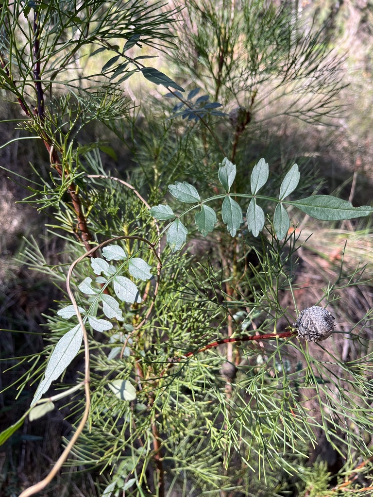 wonga vine from Brisbane Water National Park, Patonga, NSW, AU on June ...