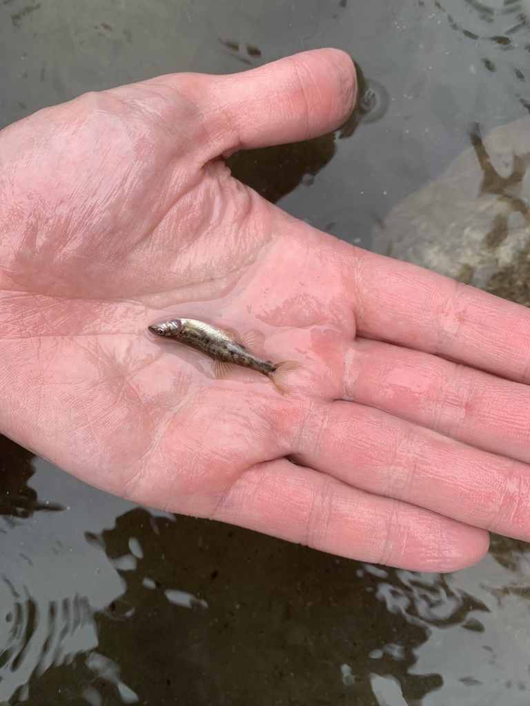 Speckled Dace from Cascade, ID, US on June 12, 2022 at 11:45 AM by ...
