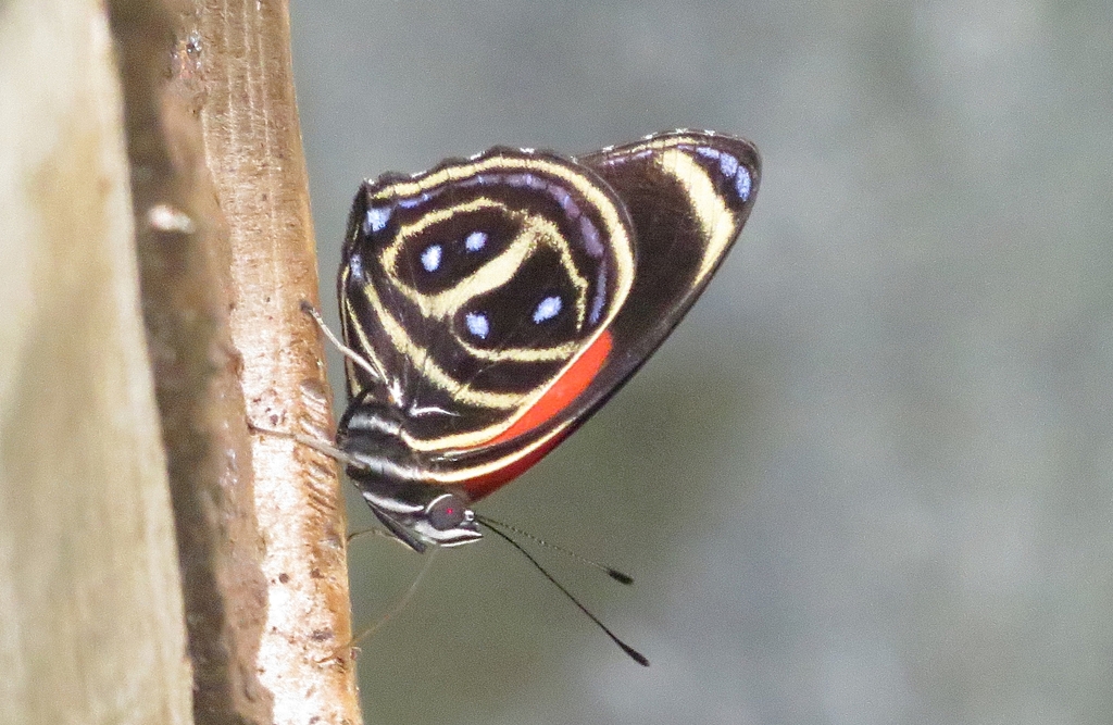 Eighty-eights and Allies from Costa Rica on July 2, 2017 at 04:30 PM by ...